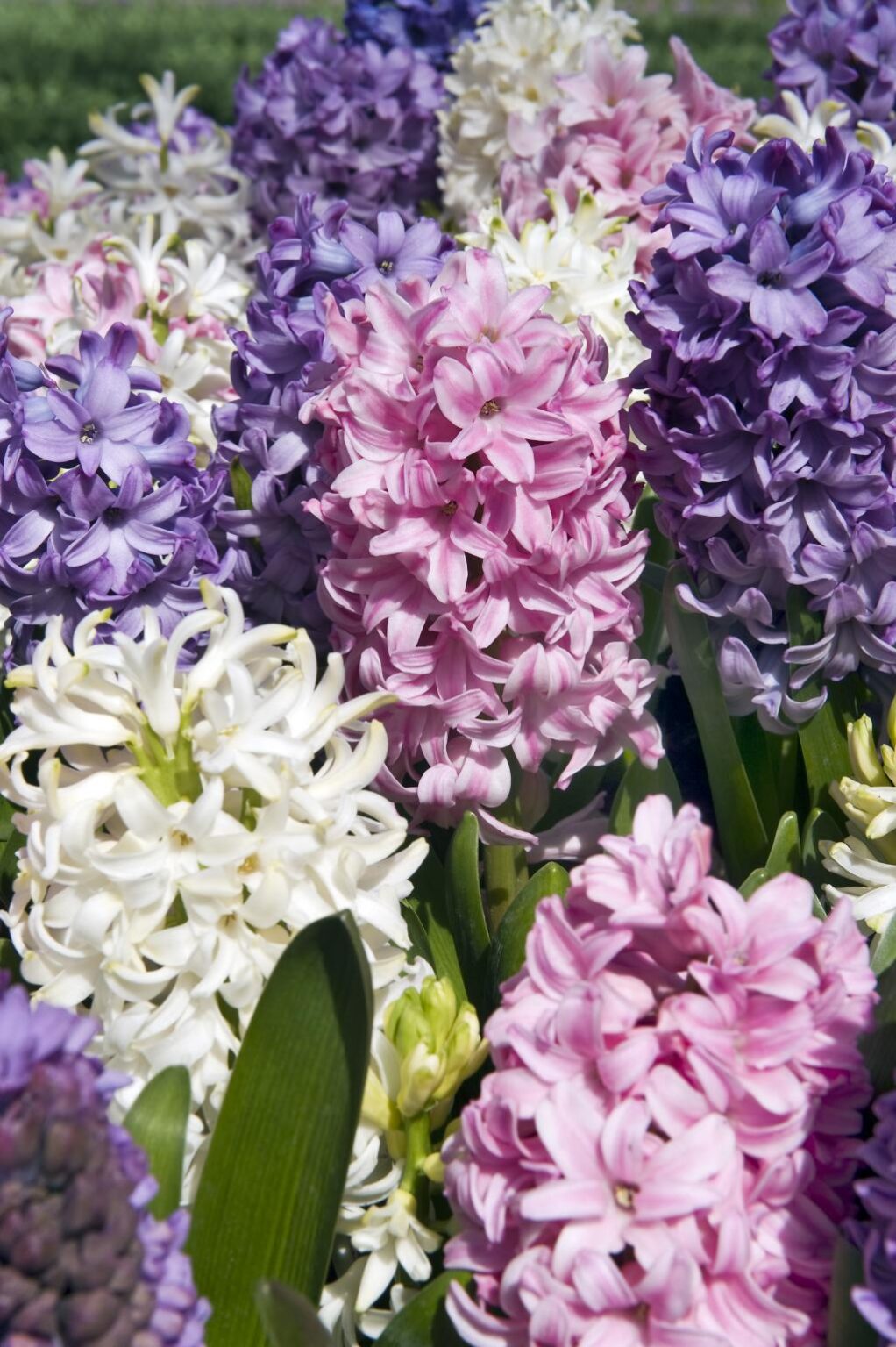 Dutch hyacinth - Flowerbulbs