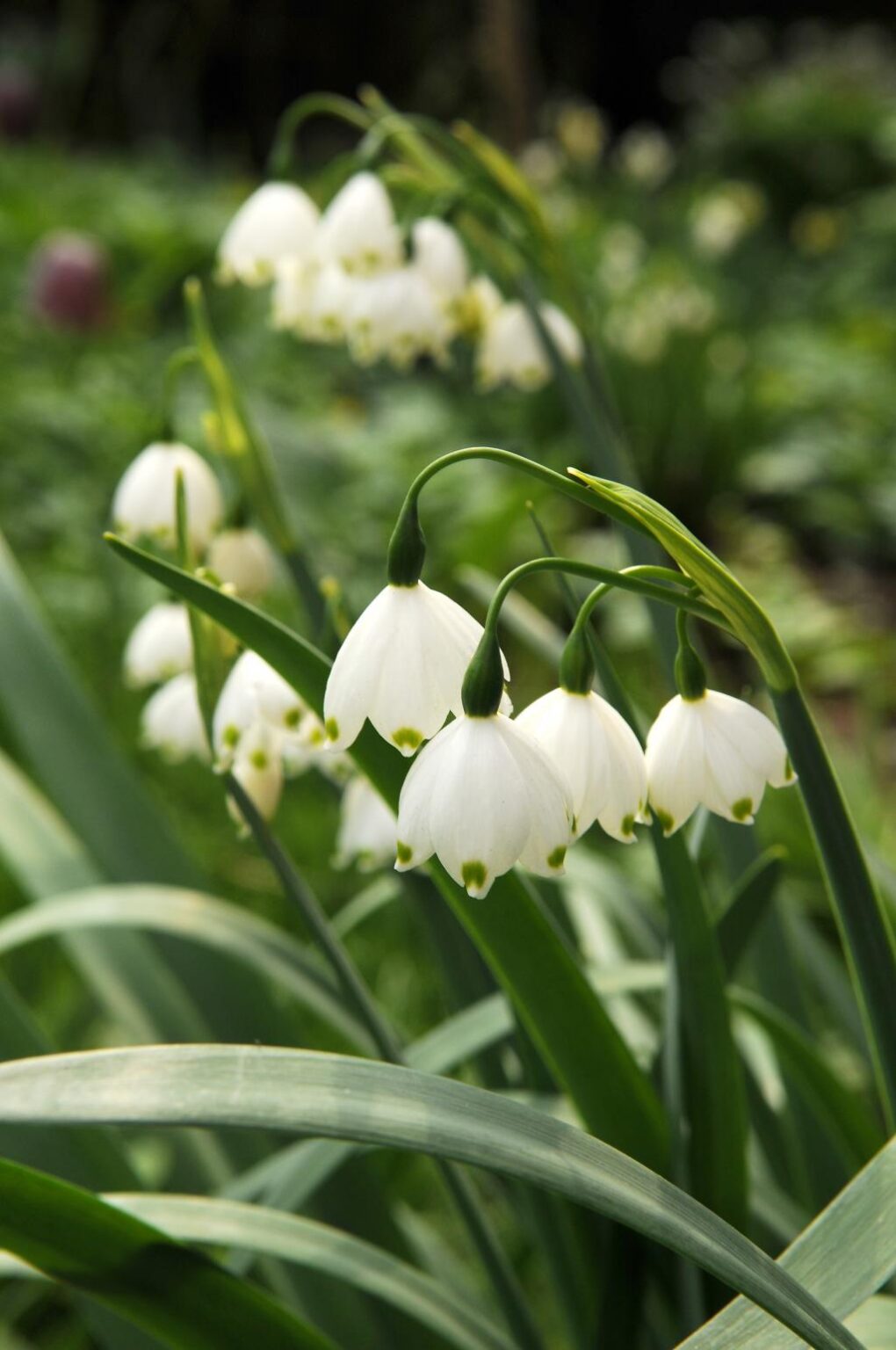 Snowflake - Flowerbulbs