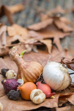 Recipes - Flowerbulbs