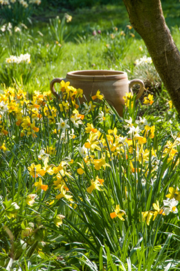 Create the most beautiful spring garden with flower bulbs - Flowerbulbs.com