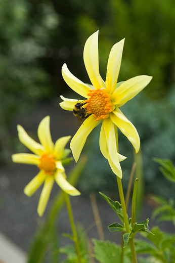 FAQ - Flowerbulbs.com