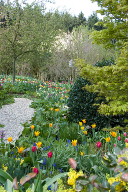 Create the most beautiful spring garden with flower bulbs - Flowerbulbs.com