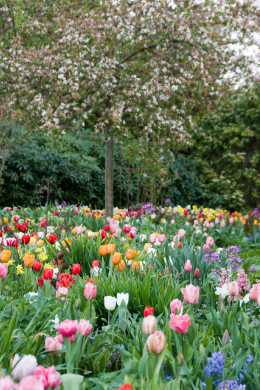 Create the most beautiful spring garden with flower bulbs - Flowerbulbs.com