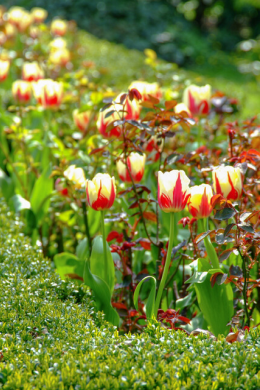Create the most beautiful spring garden with flower bulbs - Flowerbulbs.com