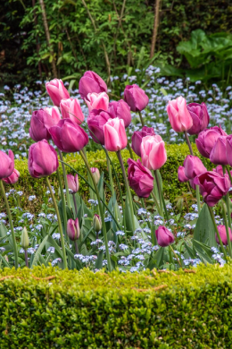 Create the most beautiful spring garden with flower bulbs - Flowerbulbs.com