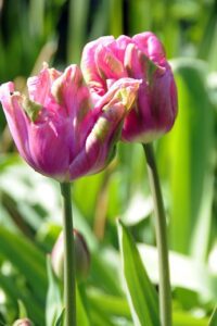 Tulip viridiflora - Flowerbulbs