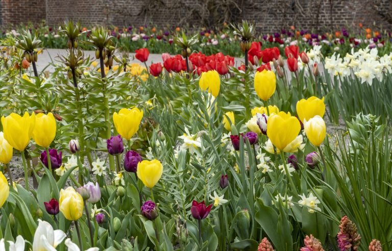 Flower bulbs - Make you bloom | Flowerbulbs.com