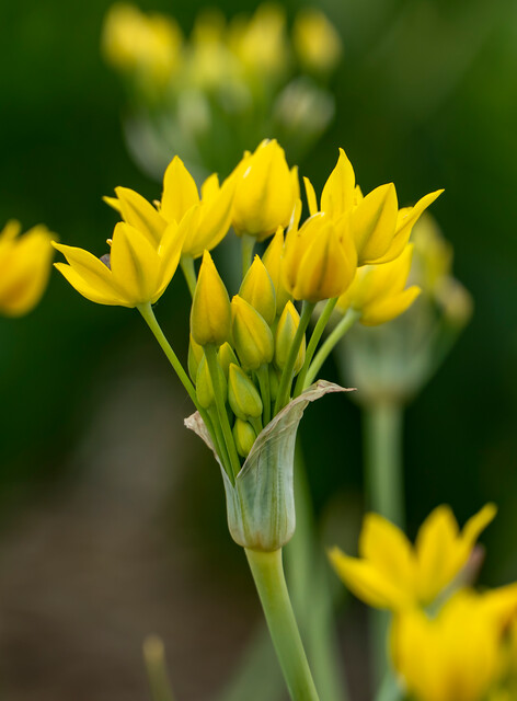 Allium is the Flower Bulb of the Year 2023 - Flowerbulbs