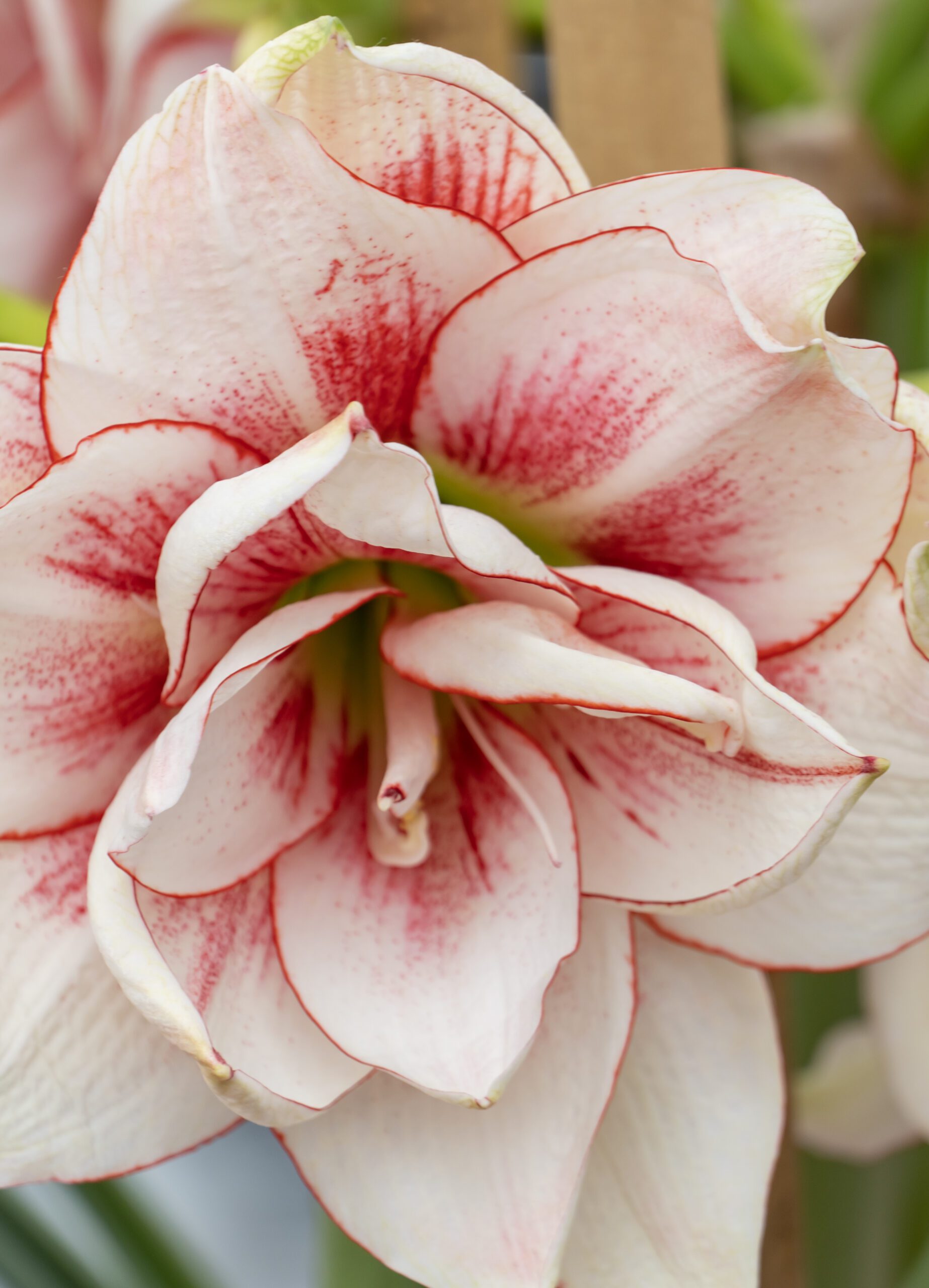 Art from nature - Flowerbulbs
