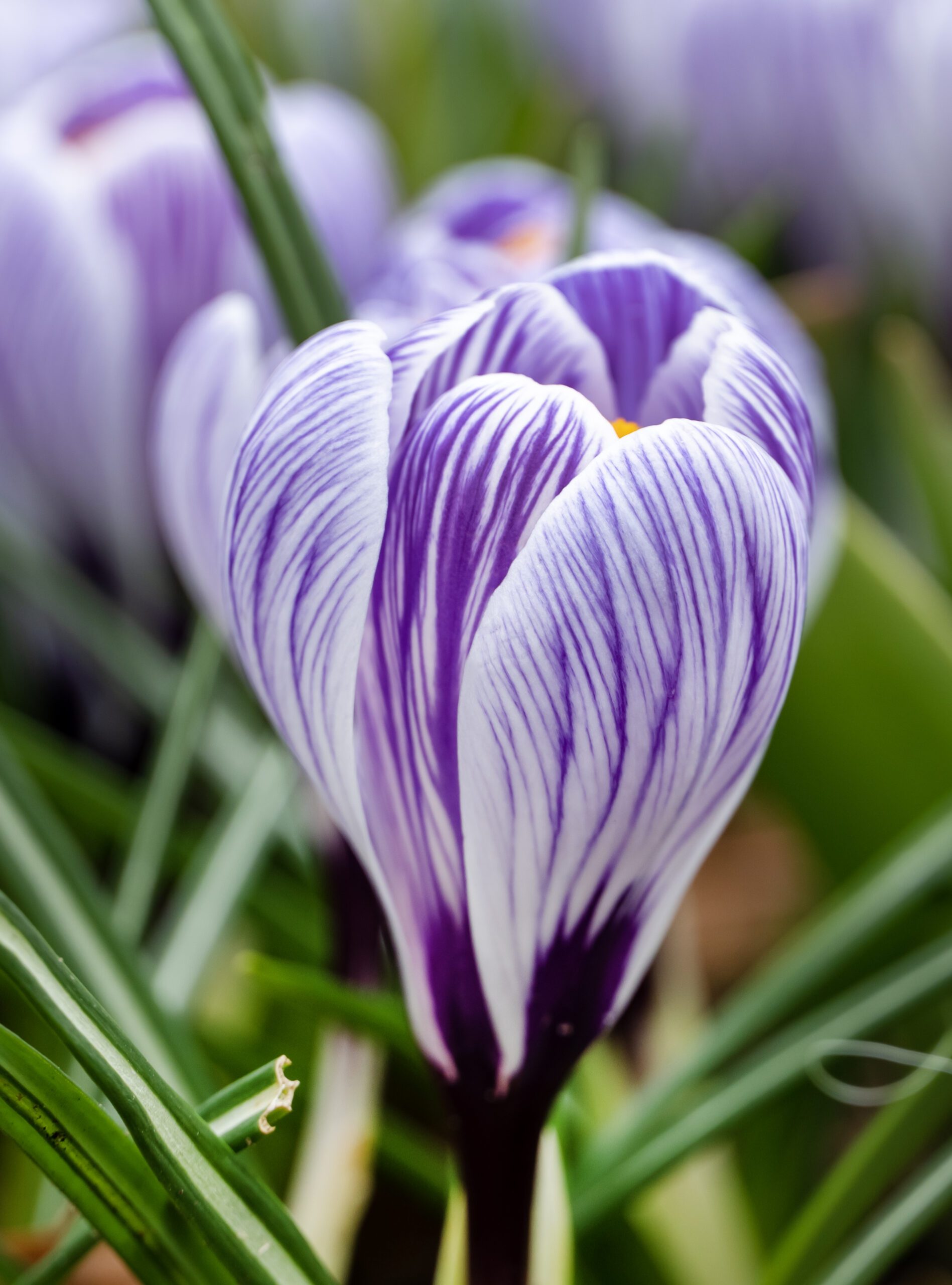Art from nature - Flowerbulbs