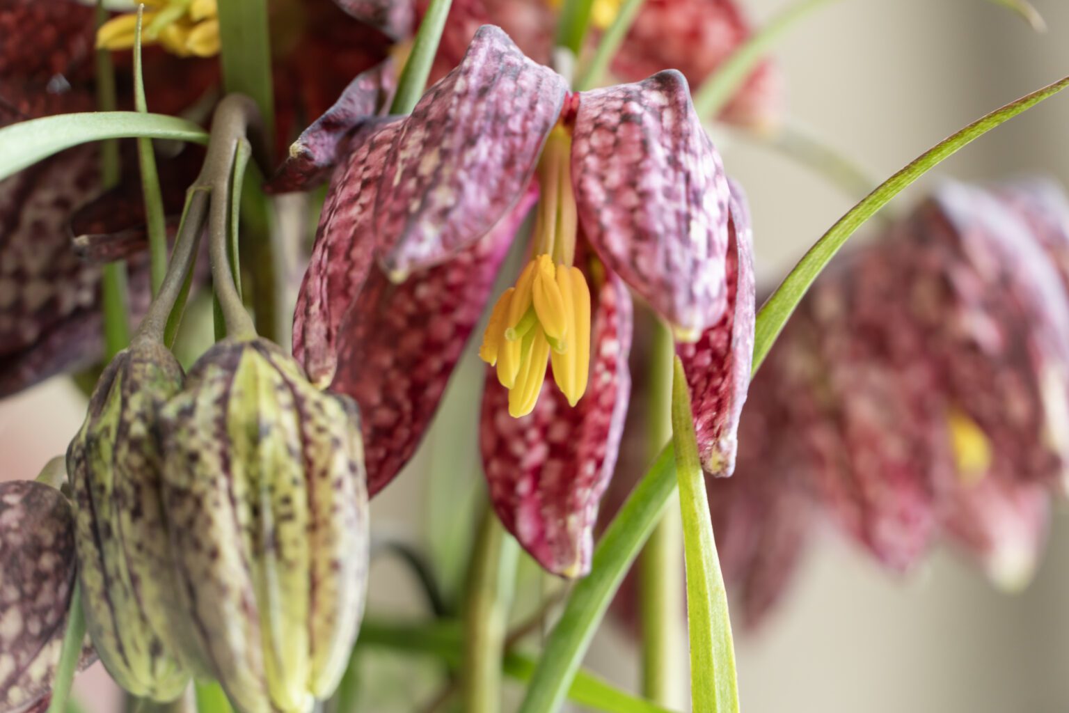 Art from nature - Flowerbulbs