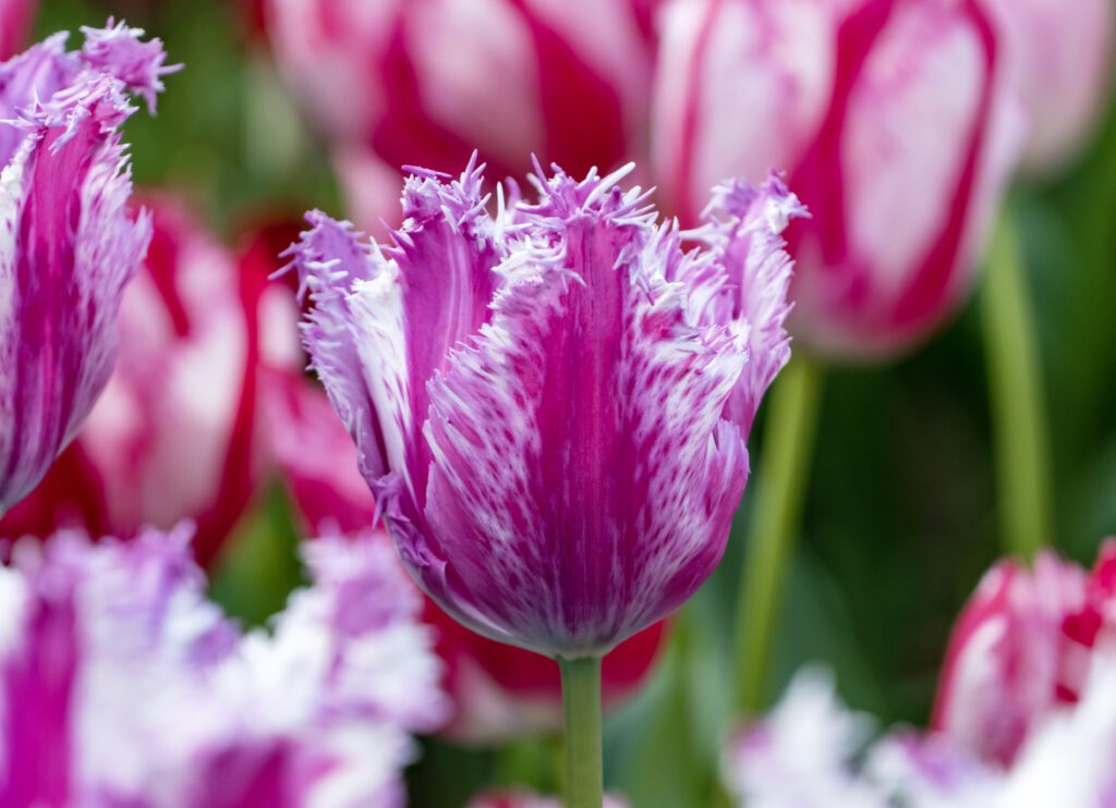 Art from nature - Flowerbulbs