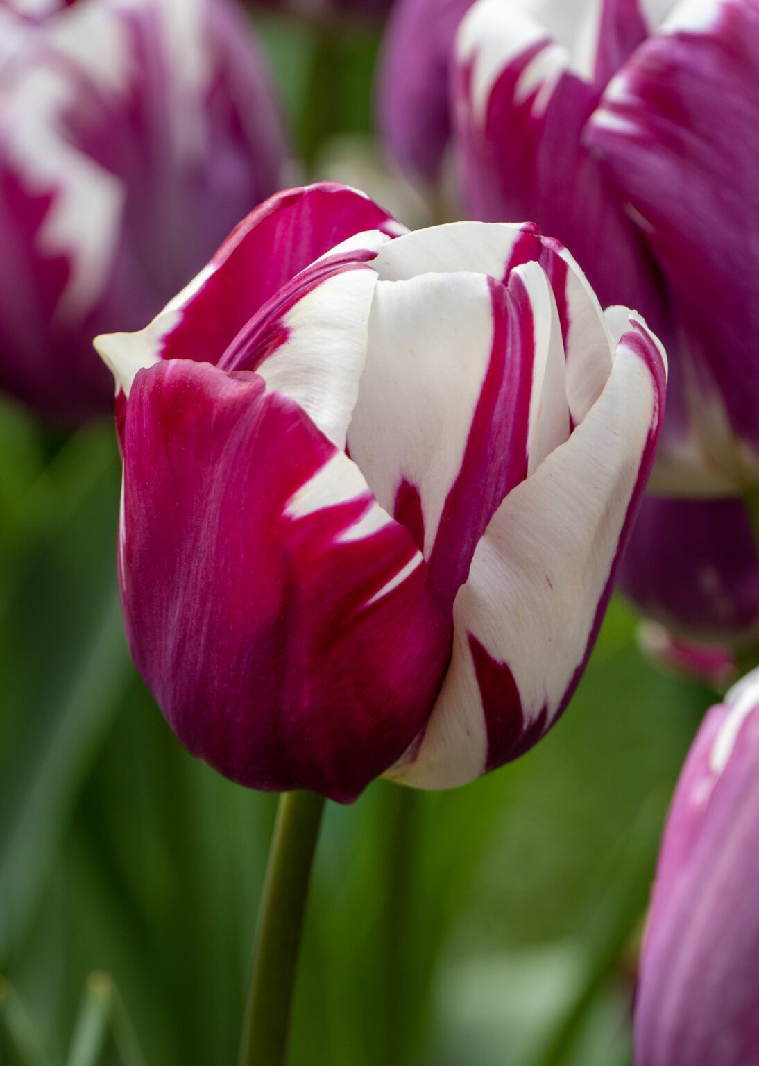 Flower bulbs - Make you bloom | Flowerbulbs.com