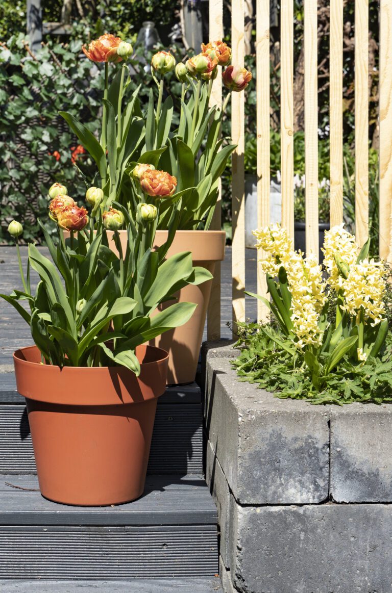 Garden happiness with flowering bulbs - Flowerbulbs