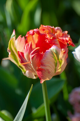 100% tulips - Flowerbulbs