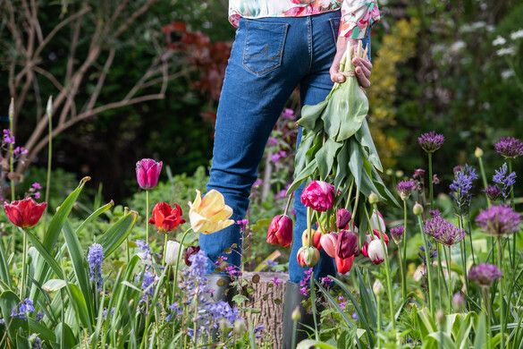 Picking flowers in your own garden - Flowerbulbs