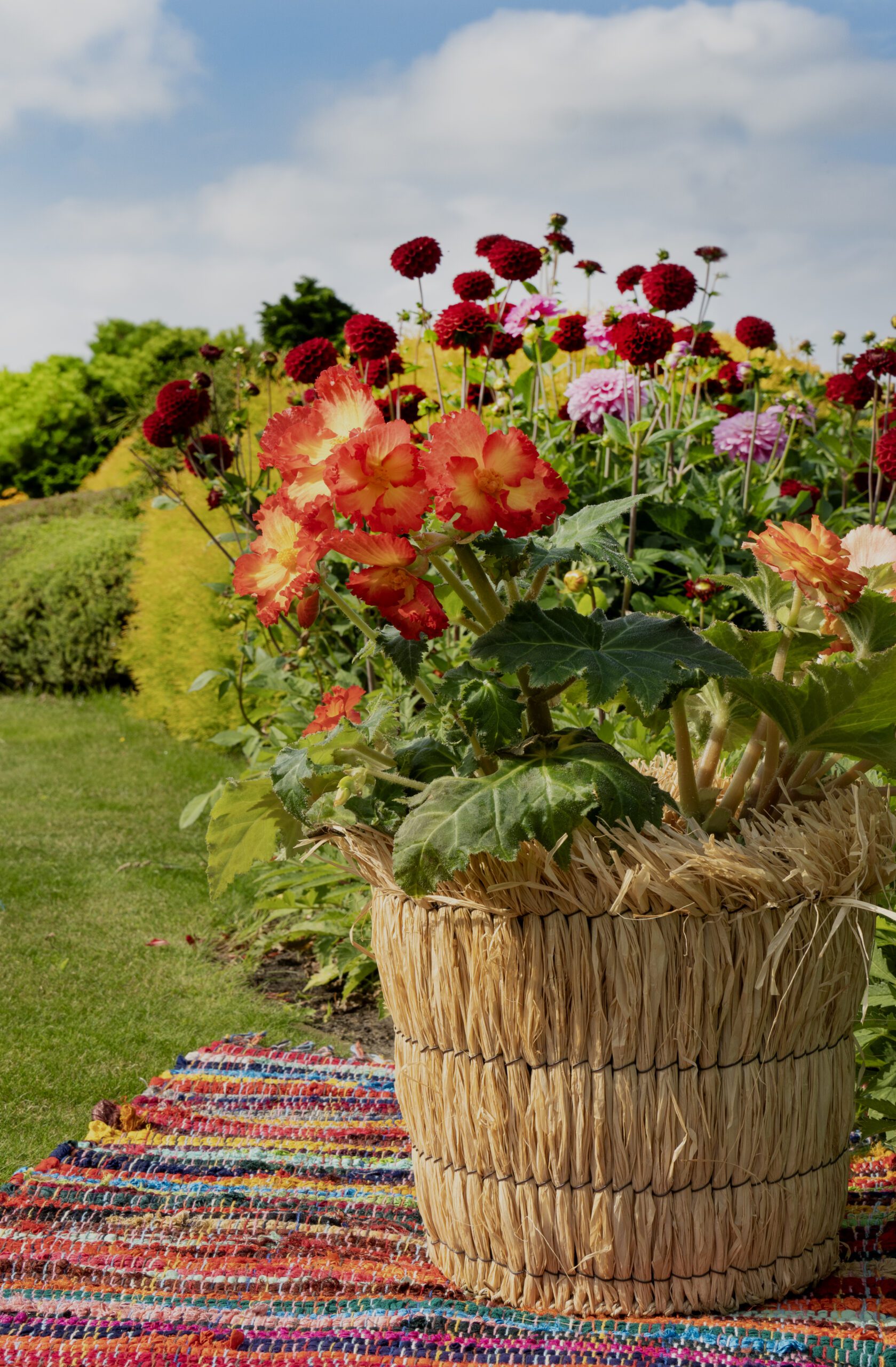 Garden trend 2024 – Viva la Vida - Flowerbulbs.com