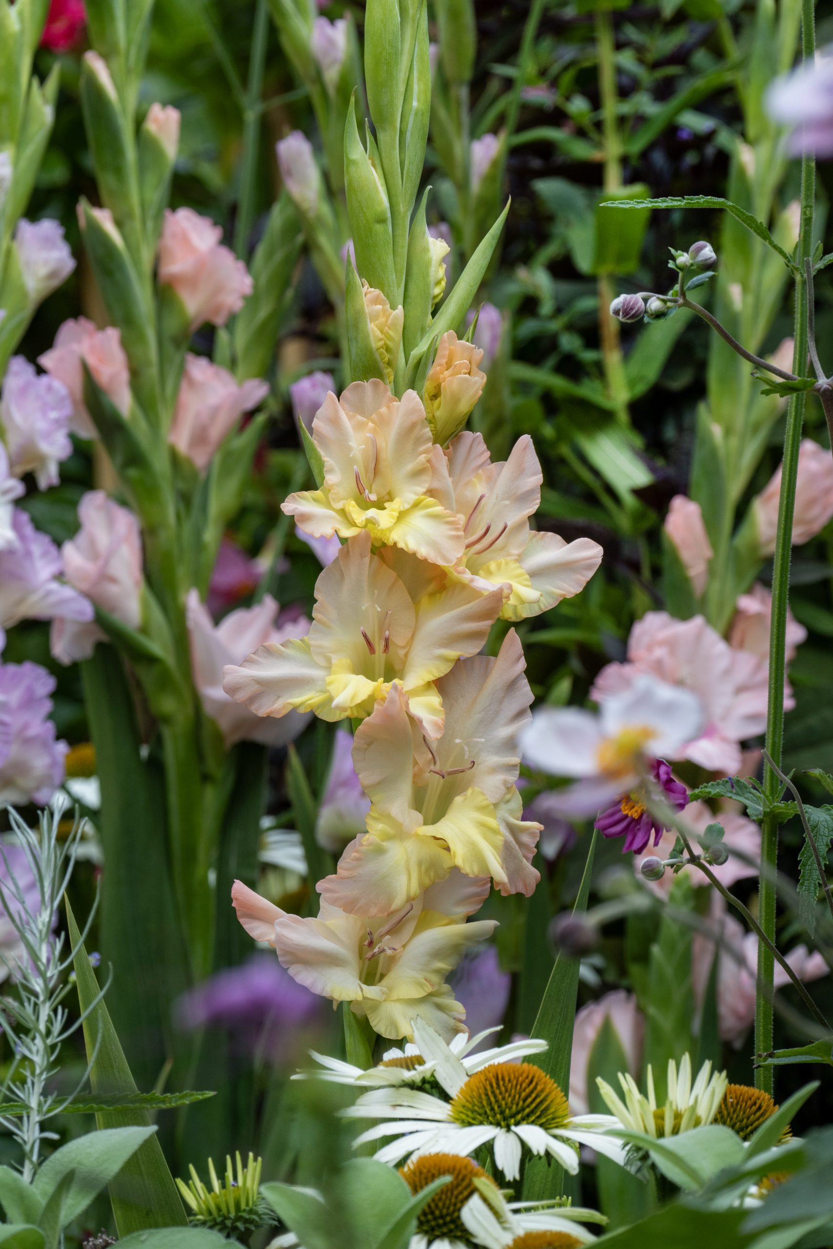The best summer bulbs for biodiversity