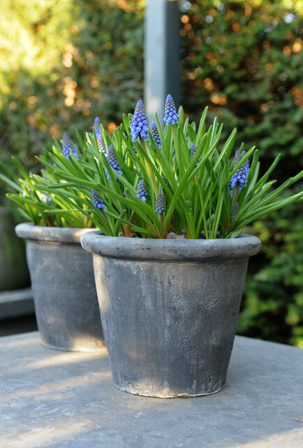 Plant flower bulbs now to boost biodiversity and improve the climate ...