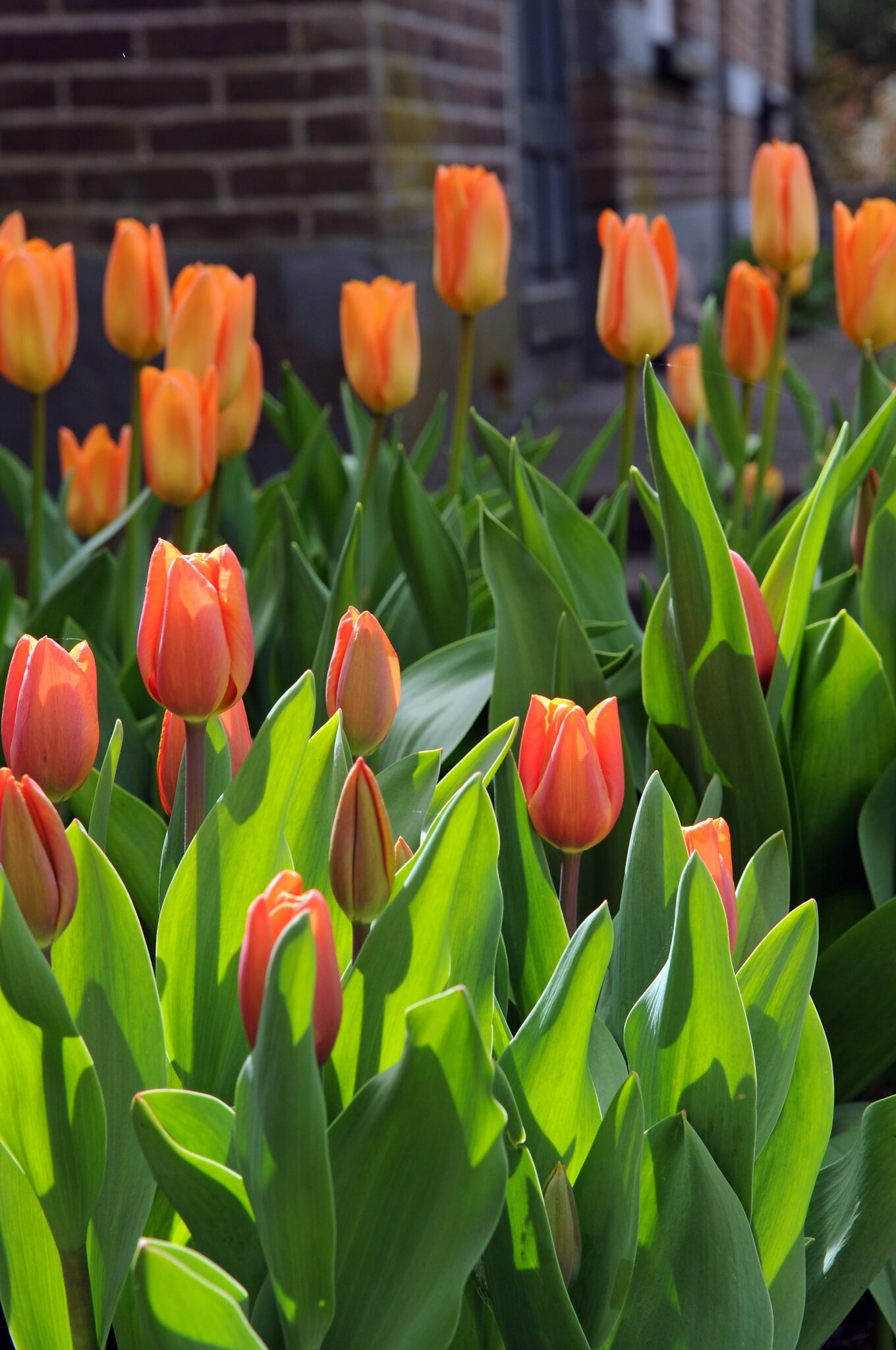 Tulip Magic - Flowerbulbs