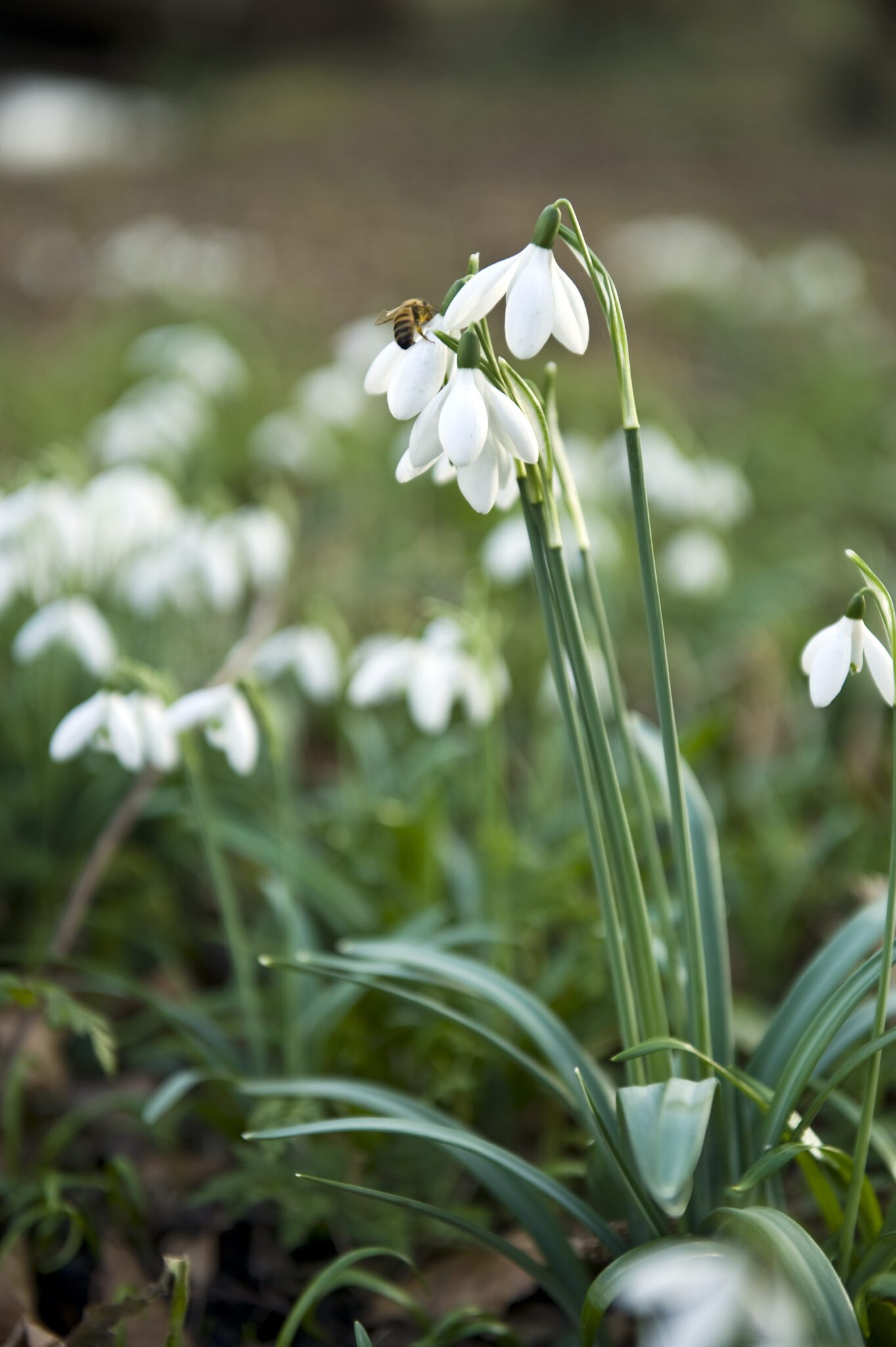 Galanthus: Flower Bulb of the Year 2025 - Flowerbulbs