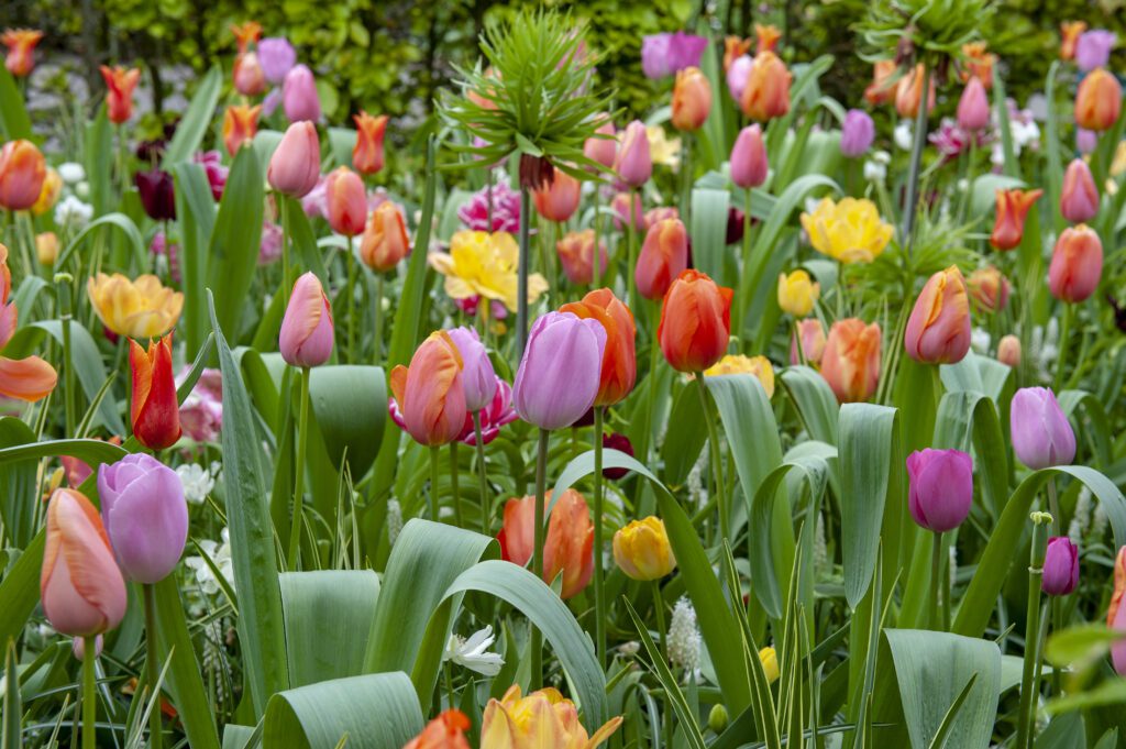 Tulip Magic - Flowerbulbs