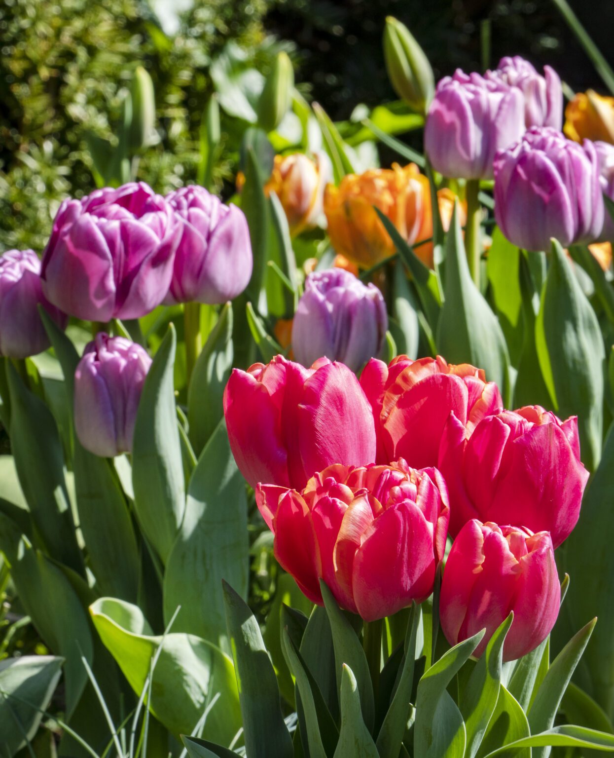 Enjoy your own tulip garden - Flowerbulbs