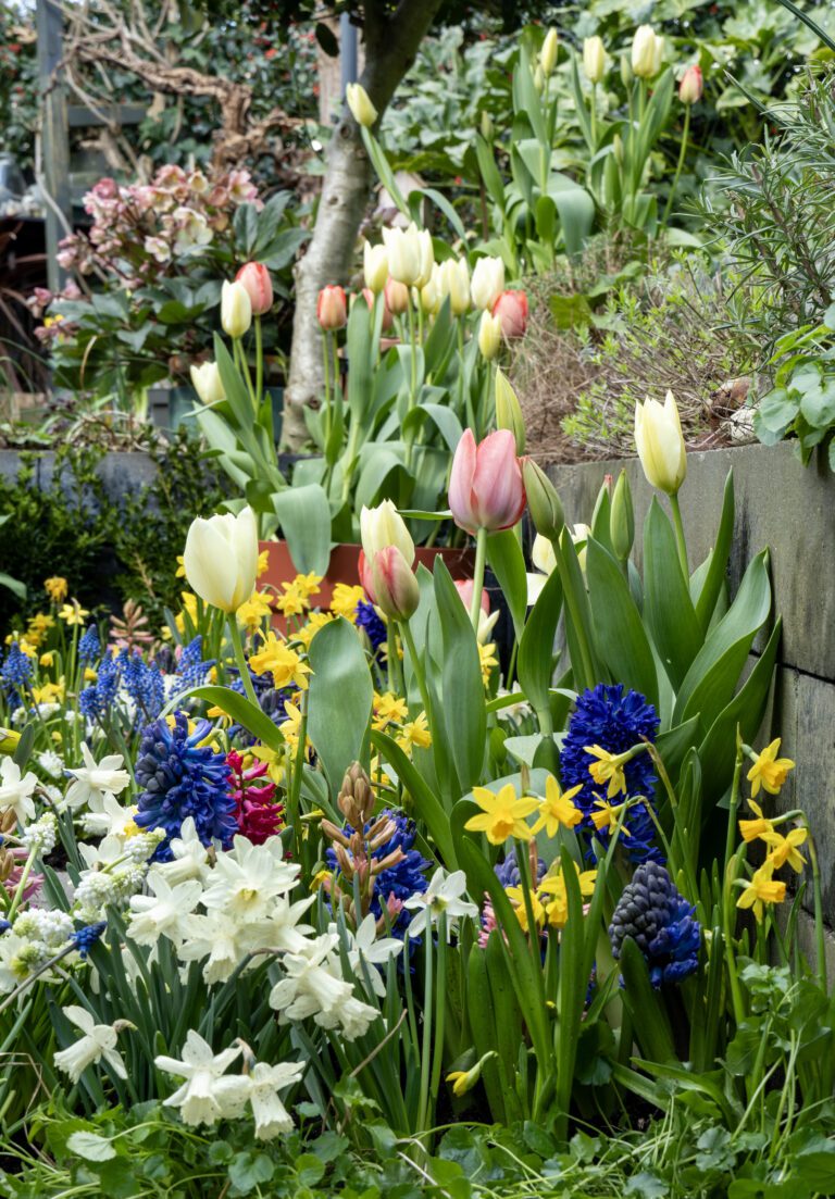 Plant a surprising spring now - Flowerbulbs